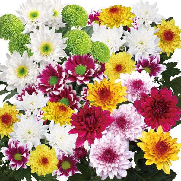 ●商品情報：切花やアレンジなど幅広く活躍する小菊の中から、品種見計らい・名称付でお届け。どの小菊苗が届くかはお楽しみ。●お届け状態：6cmポット苗(1ポット1株入)●分類：多年草●開花期：秋●日照：日なた●耐寒性：強●用途：庭・鉢・切花●春...