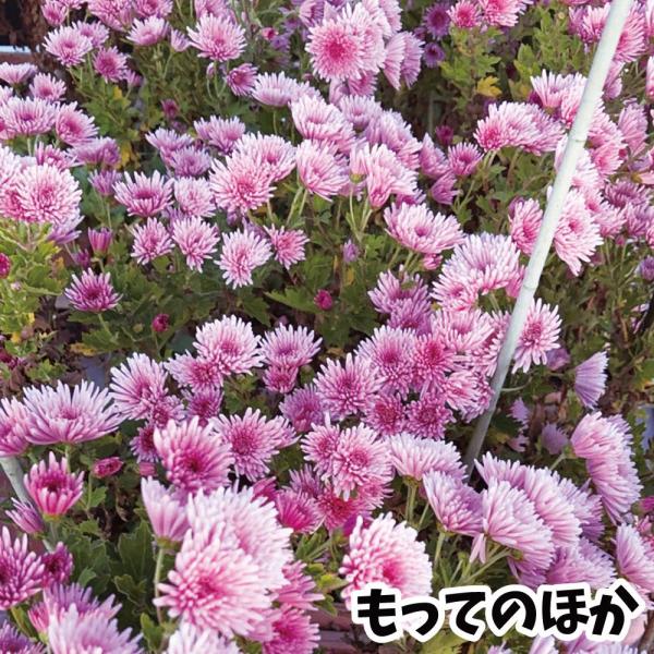 ●商品情報刺身のつまや・さっと湯がいて和え物・おひたし・酢の物などにオススメです。観賞用として切花にもどうぞ！●お届け状態：6cmポット苗(1ポット1株入り）●分類：多年草●開花期：秋●耐寒性：強●日照：日向