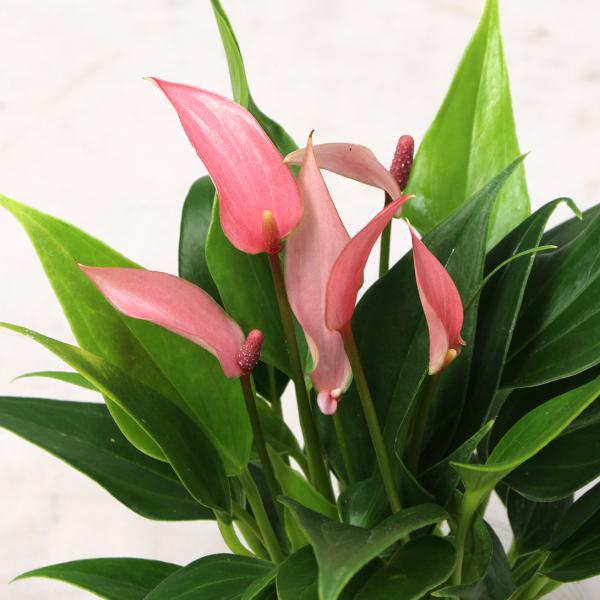 ●商品情報：テーブルにも飾れるミニサイズのアンスリウム。ミニサイズでも株のボリュームは満点!!土を使用せず、水苔に植え付けており、水持ち抜群で清潔感があります。見た目にも可愛い花で、水持ちも良いので切花や、ギフトとしてプレゼントにも。●お届...