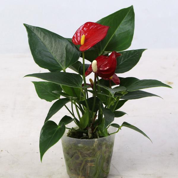 ●商品情報：テーブルにも飾れるミニサイズのアンスリウム。ミニサイズでも株のボリュームは満点!!土を使用せず、水苔に植え付けており、水持ち抜群で清潔感があります。見た目にも可愛い花で、水持ちも良いので切花や、ギフトとしてプレゼントにも。●お届...