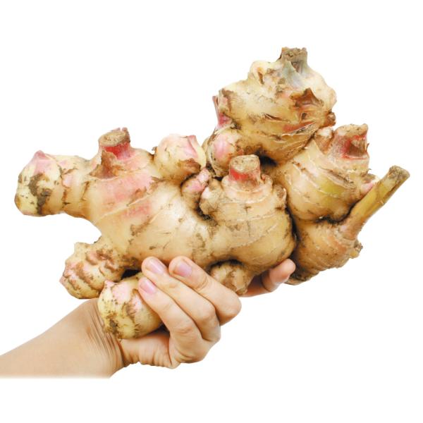 直接仕入れ→自社圃場で1年熟成!●商品情報：世界有数のショウガの産地へバイヤー自ら出向き現地を視察。安くて品質の良い種ショウガの直接仕入れに成功しました。その種ショウガを、国華園の広大な圃場に再び植え付け、1年かけてじっくり育成した霧島大シ...