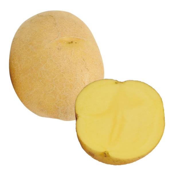 豊産性の大玉●商品情報：収量が多い大玉！！目が浅くて皮がツルンと滑らかで調理しやすく、ポテトサラダにお勧めです。ジャガイモシストセンチュウとジャガイモYウイルスに抵抗性あり●お届け状態：種いも●早晩性：中晩生●皮の色：淡ベージュ皮●身の色：...