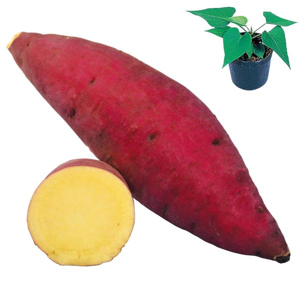 さつまいも親株用ポット苗※イモヅルとは送料取り合わせできません。※苗作り用の親株をお届け。1株から10から20本の芋ヅルが収穫可能です。●商品情報：焼芋にするのに最適な、小ぶりのイモがザクザクできる最新品種!ホクホク旨いさつまいも!●お届け...