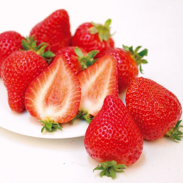 ●商品情報：艶やかに輝く「赤色」、ふっくら「丸い」、最大果重50g（平均20ｇ）の「大玉」、甘味と酸味のバランスが絶妙で「旨い」!!福岡でしか栽培されてこなかった、ジューシーでずっしりとしたイチゴをご自宅でも栽培してみませんか。●お届け状態...