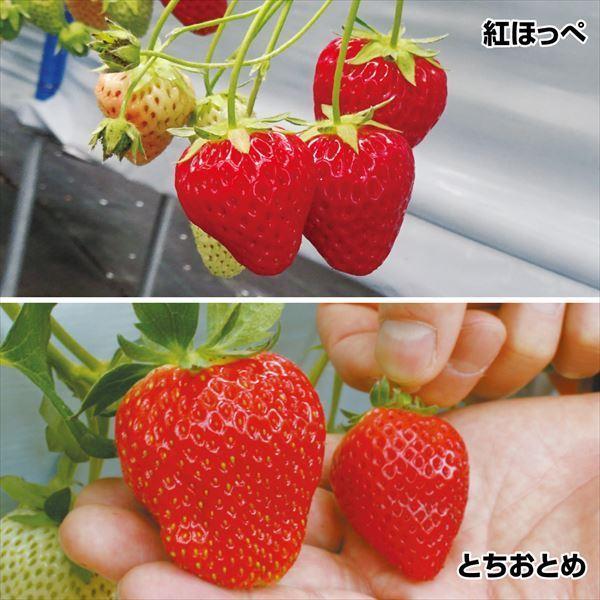 ●セット内容：紅ほっぺ 3株、とちおとめ 3株●商品情報：大粒で濃厚なコクのあるとっても美味しいグルメなイチゴのセット！●お届け状態：ポット苗●収穫期：5〜6月●耐寒性：強●日照：日なた●分類：多年草●備考：※写真は収穫物のイメージです。●...
