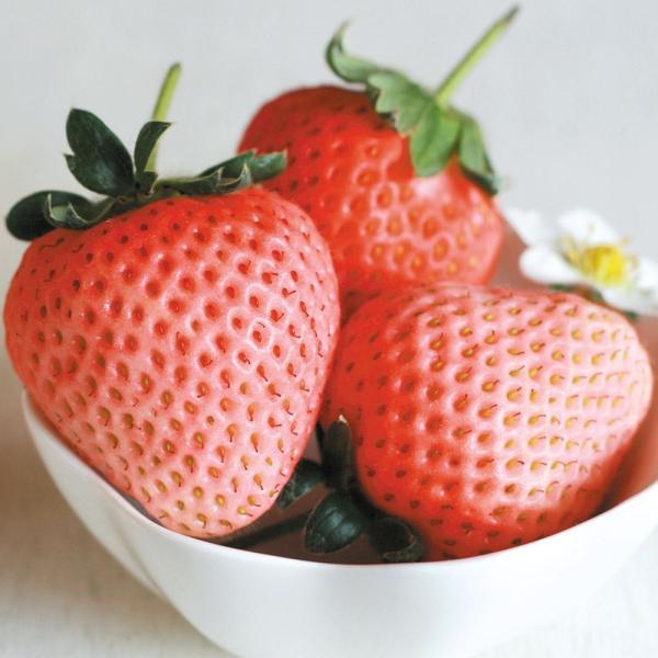 ●商品情報：見た目も味も普通のイチゴと全く違う!桃のような香りと風味で大人気!果重約45gの大実で、性質強健。●お届け状態：ポット苗●分類：多年草●収穫期(約)：5〜6月●草丈(約)：15〜30cm●日照：日なた●耐寒性：強/寒冷地でも地植...