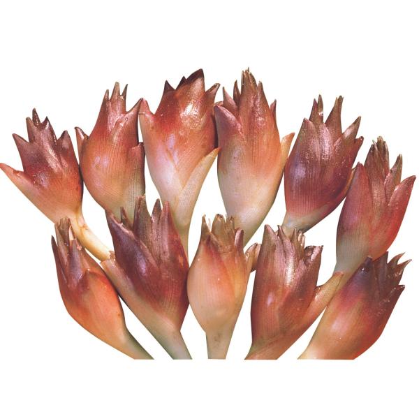 ●セット内容：陣田早生ミョウガ4株・秋ミョウガ4株・中生ミョウガ4株●商品情報：ピリッとした辛味と独特の香りが食欲をそそる、香辛野菜ミョウガ!●お届け状態：素掘苗●分類：多年草●収穫期：ミョウガダケ/5〜6月花芽/7〜9月●日照：半日陰●耐...