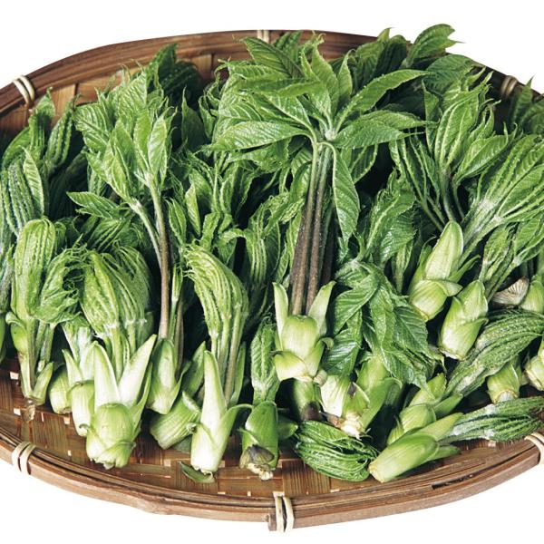 早ければ翌年より収穫可能●商品情報：山菜の王者「タラノキ」よりもコクと香りが濃厚!天ぷら・和え物・煮物の他に、バター炒めにしても美味しい!!コシアブラの苗。●お届け状態：根巻苗●分類：落葉高木●収穫期(約)：4〜5月●耐寒性：強/寒冷地でも...