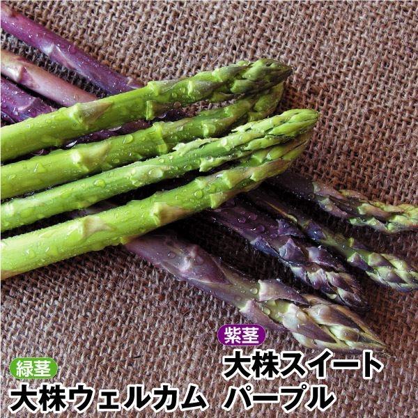 ●セット内容：大株ウェルカム　4株大株スイートパープル　4株●商品情報：大株ウェルカムと大株満味紫Rの大株アスパラガスセット大株ウェルカム：太くよく揃う茎は鮮やかな緑色。上物率が高く、病気にも強い優秀品種。大株満味紫R：従来の紫アスパラより...