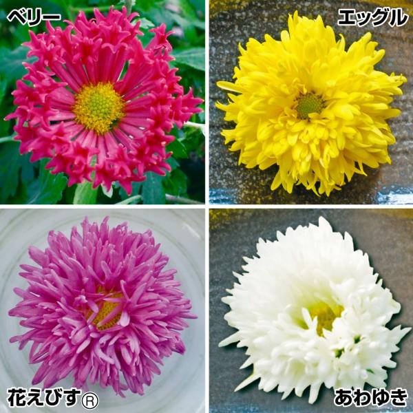 ●セット内容：ベリーエッグル花えびすRあわゆき各1株●商品情報：従来の食用菊に比べると苦味が少ない。生で食べても美味しい！！花色も４色とカラフルで、サラダ等に合わせると彩り鮮やかになります。●お届け状態：ポット苗●分類：多年草●収穫期(約)...