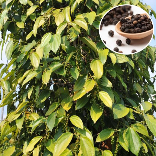 ●商品情報：「スパイスの王様」とも呼ばれるほど、料理には欠かせない香辛料のコショウ!実を乾燥させると日持ちもよく、毎日の食卓に大活躍すること間違いなし！苗での国内流通はほぼなく、とてもレアな植物です。また、生の実もほとんど流通がないため、家...