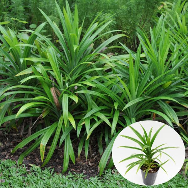 ●商品情報：バニラやココナッツのような香りがし、東南アジアでは料理やデザートなどに香りづけとして利用される有名な香辛料です。鮮やかな緑のパンダンリーフは、そのまま観葉植物として楽しむこともできます。●お届け状態：ポット苗●分類：非耐寒性常緑...