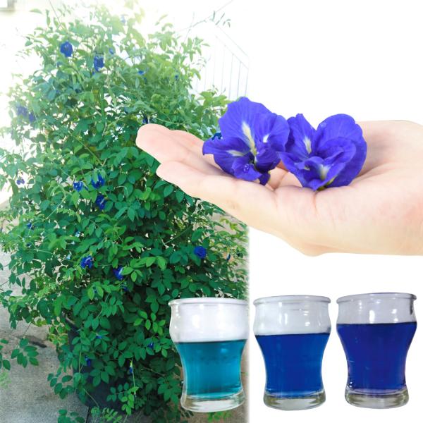 ●商品情報：鮮やかな青い花にはアントシアニンが多く含まれており、健康や美容に役立つハーブティーとして話題! バタフライピーの苗。●お届け状態：ポット苗●分類：１年草●収穫期(約)：6〜9月●日照条件：日なた●耐寒性：弱