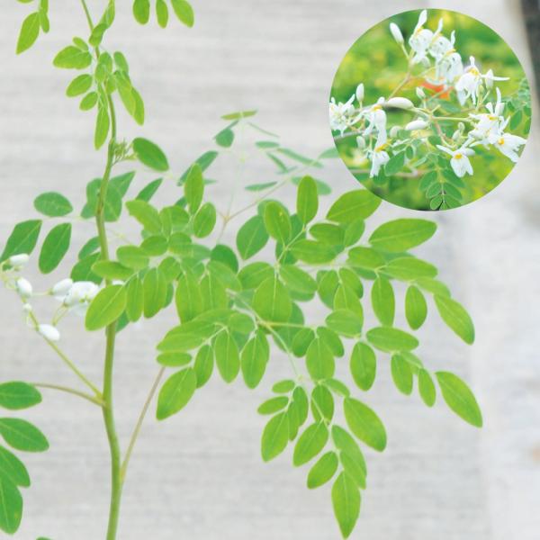 ●商品情報：葉・花はハーブとして料理やお茶に、タネはオイルに利用。ビタミン類、ミネラル類、必須アミノ酸や食物繊維が豊富で「奇跡の木」とも言われるほど。モリンガの苗。●お届け状態：ポット苗●分類：常緑樹●収穫期(約)：周年●日照条件：日なた●...