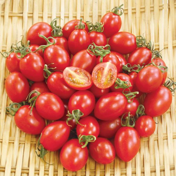 ●商品情報： 糖度約10〜12度のフルーツのような甘さの高糖度トマトです。薄皮で皮と実が一体化しており、皮が口の中に残りません。鉢植え、地植え、どちらでも栽培やすい。登録品種(出願名：ハル-08-13)●お届け状態：実生9cmポット苗●備考...