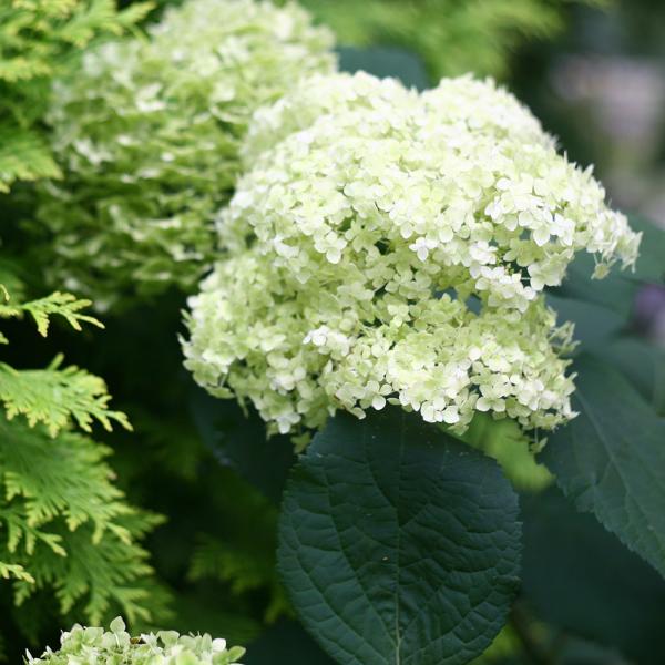 ●商品情報：珍しいライムグリーン色の巨大輪アジサイ。茎が硬く、切花やドライフラワーなどでも大活躍。満開時にはピンクの花粉がアクセントになります。登録名：SMNHALR●お届け状態：挿木1〜2年生10.5cmポット苗（樹高約10〜30cm）●...