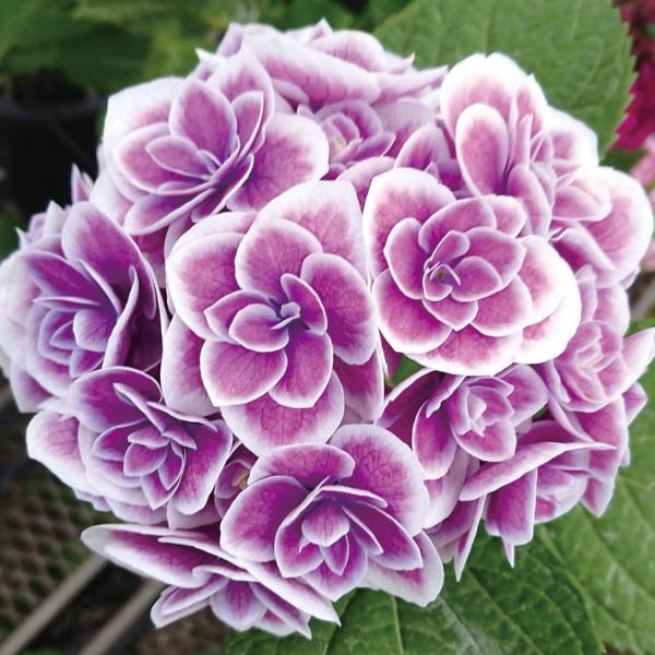 ●商品情報：丸みのある花弁が可愛らしい八重の手まり咲き。白縁が入る花色が見事です!登録名：天帝●お届け状態：挿木1〜2年生ポット苗(樹高約5〜20cm)●分類：落葉樹●開花期：5〜7月●生長後の樹高(約)：0.5〜1.5m●日照：日なた(夏...