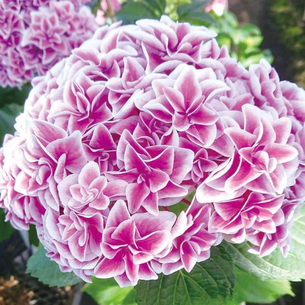 ●商品情報：白の縁取りが美しい八重の手まり咲き! 太い茎に強い花弁で丈夫なアジサイ。登録名：旭日昇天●お届け状態：挿木1〜2年生ポット苗(樹高約5〜20cm)●分類：落葉樹●開花期：5〜7月●生長後の樹高(約)：0.5〜1.5m●日照：日な...