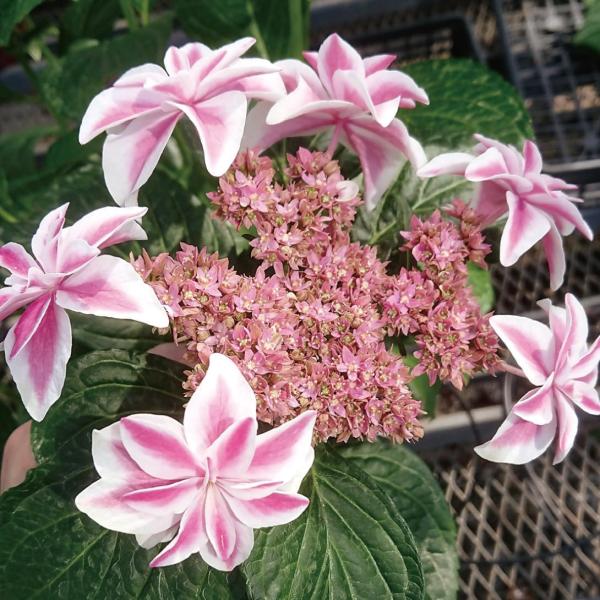 ●商品情報：八重のガク咲き花は大輪で見応えがあり、グラデーションになる花色も素敵。登録名：朱雀●お届け状態：挿木1〜2年生ポット苗(樹高約5〜20cm)●分類：落葉樹●開花期：5〜7月●生長後の樹高(約)：0.5〜1.5m●日照：日なた(夏...