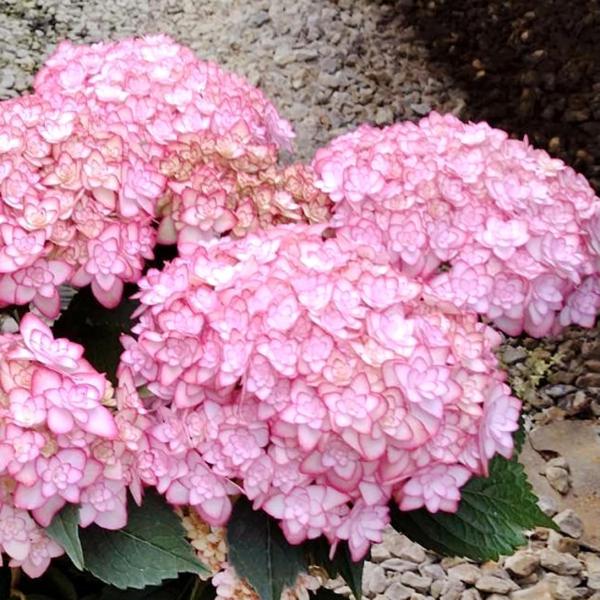 ●商品情報：美しい花姿にとっても丈夫で育てやすく毎年良く咲くシリーズ。「ひな祭りルナ」は、八重咲きで白地に濃い覆輪の入る装飾花が特徴的な手まり咲きのアジサイです。ガク咲きの「ひな祭り」の枝変わり品種です。品種登録出願中：ひな祭 ルナ●お届け...