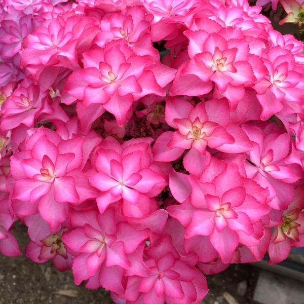 ●商品情報：業界トップクラスの育種家がつくった、大栄花園オリジナルあじさい!発色鮮やかな八重咲きアジサイで、とってもゴージャス!! ガク咲きから手まり咲きへの変化も楽しめます。●お届け状態：3号ポット苗●分類：落葉樹●開花期：5〜7月●生長...