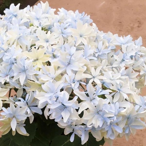 ●商品情報：業界トップクラスの育種家がつくった、大栄花園オリジナルあじさい！シャープな花弁がまるで星屑のよう。白→水色→秋色グリーンと、色変わりも楽しい洗練された美しさのアジサイです。●お届け状態：挿木1〜2年生ポット苗(樹高約5〜20cm...