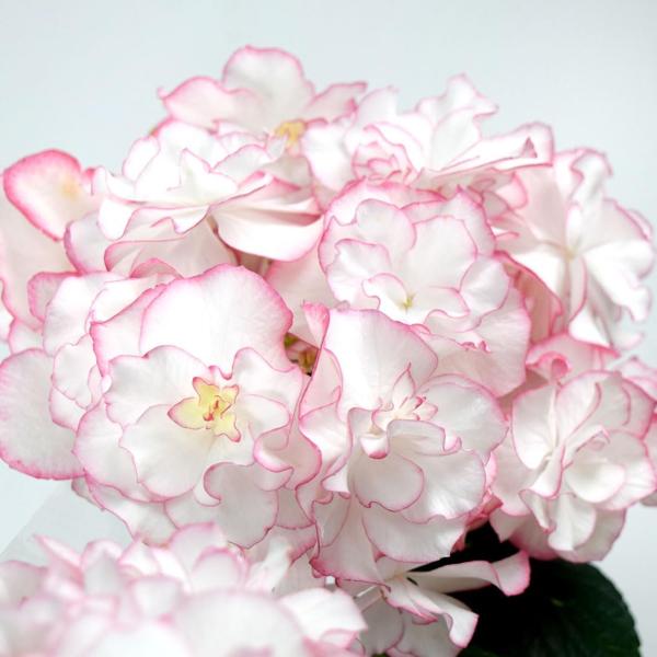 ●商品情報：八重咲きで綺麗に波打つ花弁が魅力的。花弁の縁に覆輪が入ります。●お届け状態：3.5号ポット苗●分類：落葉樹●開花期：5〜7月●生長後の樹高(約)：0.5〜1.5m●日照：日なた(夏は半日陰)●耐寒性：強●栽培適地・用途：庭・鉢・...