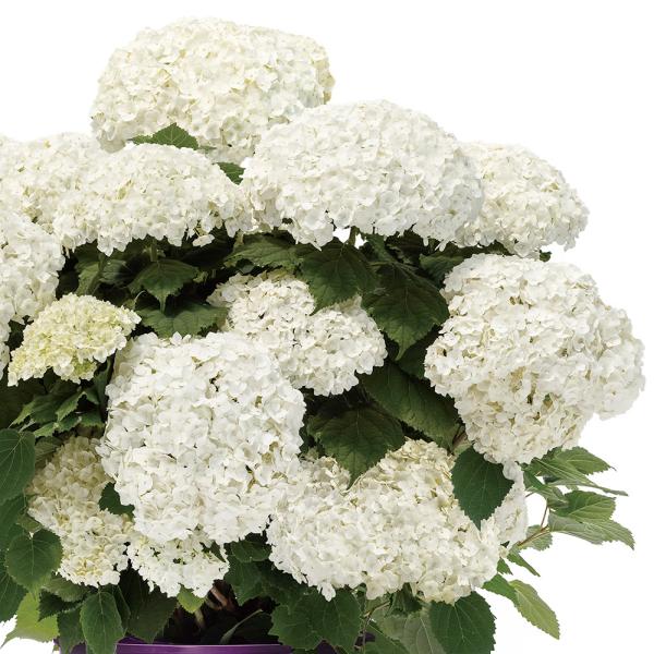 ●商品情報：風速50mにも耐えられるといわれる程、とっても丈夫な茎が自慢のアナベル新品種! さらに他品種に比べて花つきがとても良く、樹形はコンパクトにまとまります。花色は咲き始めのライムグリーン→咲き進むと白へと変化していきます。●お届け状...