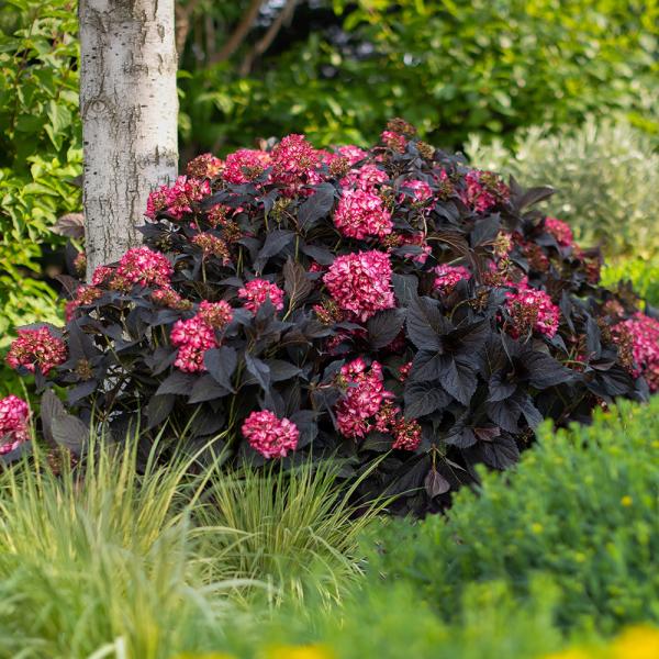 ●商品情報：艶やかな黒葉に鮮やかなグラデーションカラーの花がとても映える! 旧枝咲きの手まり咲き花で、分枝良く花つきも良い。開花時期にもダークカラーな葉を保ち、お庭で一際存在感を放つ株姿に。●お届け状態：12cmポット苗●分類：落葉樹●開花...