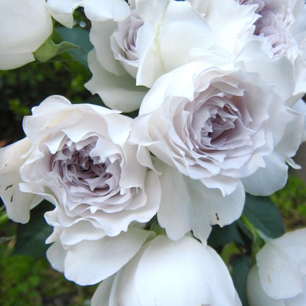 ●商品情報：ふんわりとした白色の花弁に、中心部が淡く紫がかり、まるで天使の羽のように美しいバラ。ブルー系特有の高貴な香りです。シュートを多く出し、繰り返しよく開花します。●お届け状態：大苗：接木2年生6号角鉢●分類：落葉樹●系統：半つる性木...