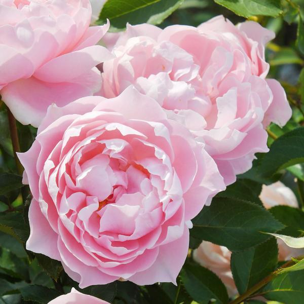 ●商品情報：弁先がとがる波状弁にサーモンピンクの花色は春の訪れを感じられます。花弁が散りにくく花もちが良いので切花に向きます。耐病性があり育てやすい!品種登録出願中：KIM6306M1122●お届け状態：大苗：接木2年生6号角鉢●分類：落葉...