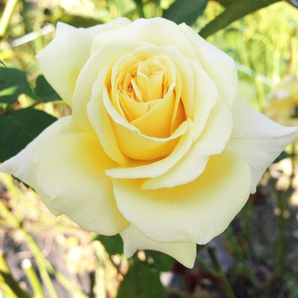 ●商品情報：柔らかいパステルイエローの花色が愛らしい。強健で育てやすい。●お届け状態：大苗：接木2年生根巻苗●分類：落葉樹●系統：四季咲大輪系(HT)●開花期：四季咲：春〜秋に開花●花径(約)：10〜11cm●生長後の樹高(約)：1.5〜1...