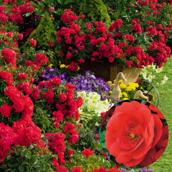 ●商品情報：スカーレットは、丸みのある花弁が真っ赤で華やか! 育てやすい。『フラワーカーペット』は、春から秋まで次々と開花する四季咲き性のグランドカバーローズ!! 成熟株なら年間1,000輪以上も咲くこともある多花性品種。乾きに強く、うどん...