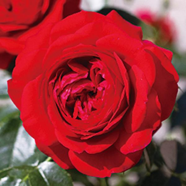 ●商品情報：レッドキャプテンは深紅色の花が春〜秋まで咲き続ける! 無農薬で行われた過酷な露地栽培テストにて好成績を収めた優秀品種。「トゥルーブルーム」は、暑さや乾燥に強いガーデンローズで夏にも咲き続け、春から晩秋(11月)まで繰り返し開花す...