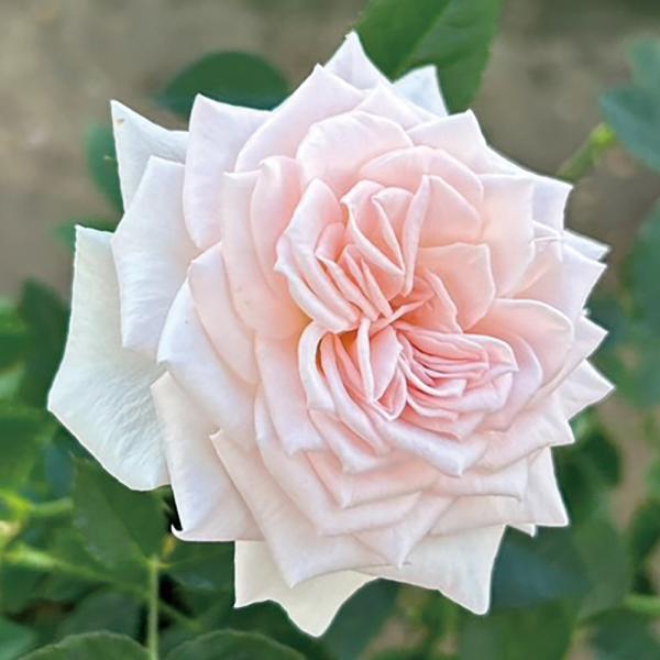 ●商品情報：トゥルーグレースは夏に強く、シリーズの中でも夏の花つきが一番良い品種です。フロリバンダタイプでややコンパクトな樹形に。「トゥルーブルーム」は、暑さや乾燥に強いガーデンローズで夏にも咲き続け、春から晩秋(11月)まで繰り返し開花す...