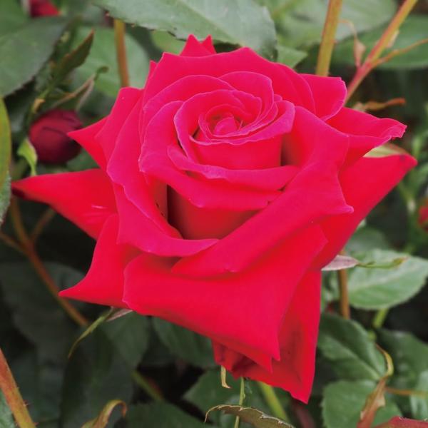 ●商品情報：広く愛される真紅のつるバラ。バラらしい花形の多花性!!●お届け状態：大苗：接木2年生根巻苗●分類：落葉樹●系統：つるバラ（CL）●開花期(約)：四季咲：春〜秋に開花●花径(約)：13cm●生長後の樹高(約)：3〜4m●香り：微香...