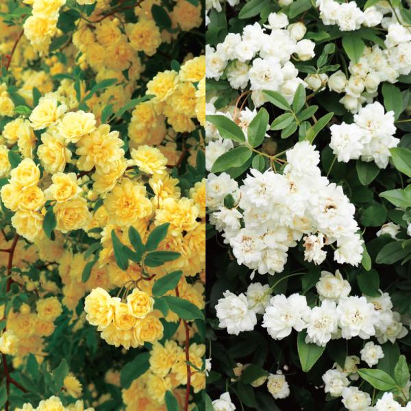 セット内容黄八重 1株白八重 1株●商品情報：モッコウバラはフェンスやトレリスに最適! 棘が少なく、病気に強く育てやすい。八重の小花が株いっぱいに!●お届け状態：9cmポット苗●分類：半常緑樹●開花期：5〜6月●生長後の樹高(約)：3〜5m...