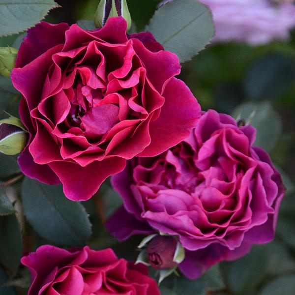 ●商品情報：花色は紫がかった深い黒赤色。ダマスクにスパイス＋ハーブの芳醇な香りが漂う! 名前はギリシャ神話オデュッセウスの冒険譚より。登録名：2014キムラ01●お届け状態：新苗：4号ポット苗●分類：落葉樹●系統：半つる性木立性（SH）●開...