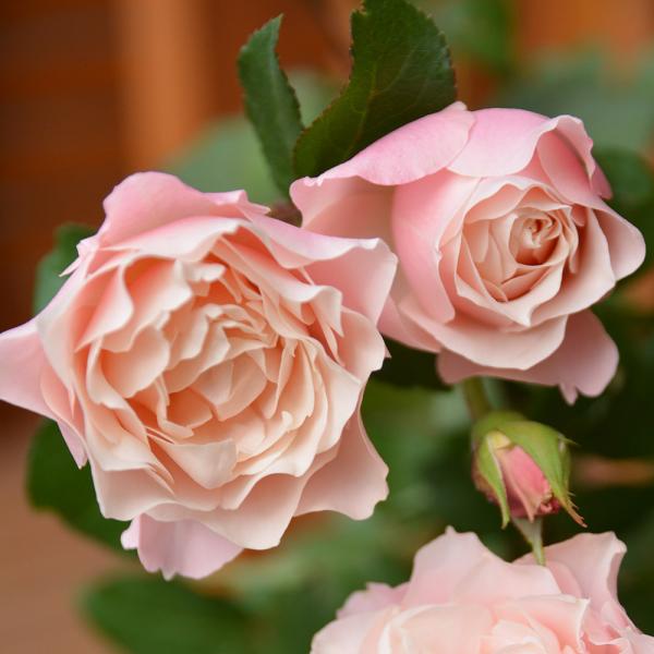 ●商品情報：波打つ淡いピンクの花弁が魅力的! 黒星病に強く育てやすく、花もちも良好です。登録名：2014キムラ05●お届け状態：新苗：4号ポット苗●分類：落葉樹●系統：半つる性木立性（SH）●開花期(約)：四季咲：春〜秋に開花●花径(約)：...