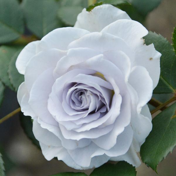 ●商品情報：青藤色の丸弁咲きで、今もっとも青色に近いバラの一つといわれています。曇りの日や日陰になるとより青みを強く感じられる! 花もち良い。登録名：KIMotto●お届け状態：新苗：4号ポット苗●分類：落葉樹●系統：四季咲大輪系（HT）●...