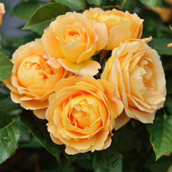 ●商品情報：オレンジがかった鮮黄色の中輪カップ咲き。花もち良く四季咲き性が強いので、春から秋まで繰り返し咲く花をたくさん楽しめます。登録名：DELCENTORAN●お届け状態：新苗：4号ポット苗●分類：落葉樹●系統：四季咲中輪系（FL）●開...