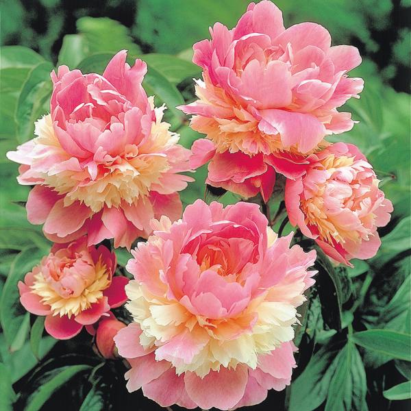 ●商品情報：ピンクとクリーム色の色合いが優しい、3段ボール咲き。豪華な花姿で香りも良く、人気の高いシャクヤクです。※三段咲きになるには開花後数年かかります。●お届け状態：2〜3芽付ポット苗●分類：多年草●開花期：5〜6月●生長後の樹高(約)...