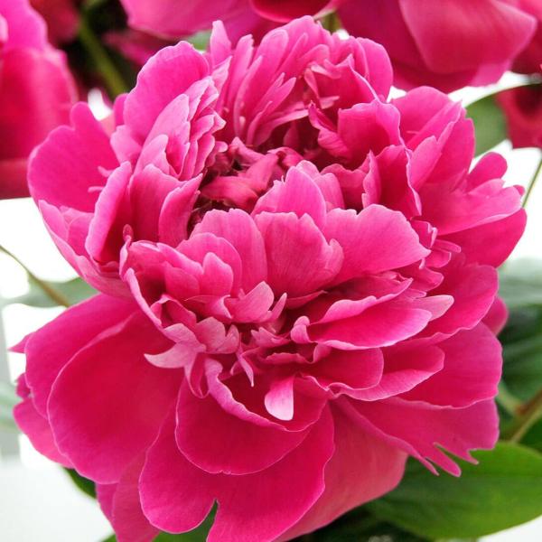 ●商品情報：気品ある花色の八重咲き花が、お庭での存在感抜群!●お届け状態：2〜3芽付ポット苗●分類：多年草●開花期：5〜6月●生長後の樹高(約)：0.5〜1ｍ●日照：日なた・半日陰●耐寒性：強●栽培適地・用途：庭・鉢・切花●備考※開花まで１...