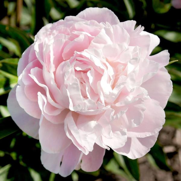 ●商品情報：淡いピンク色で開花した後、白色へと変化していきます。大輪の八重咲き。●お届け状態：2〜3芽付ポット苗●分類：多年草●開花期：5〜6月●生長後の樹高(約)：0.5〜1ｍ●日照：日なた・半日陰●耐寒性：強●栽培適地・用途：庭・鉢・切...