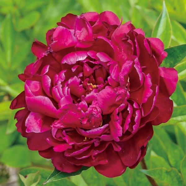 ●商品情報：濃い深紅色の八重咲き大輪花。ボリュームある花姿です。●お届け状態：2〜3芽付ポット苗●分類：多年草●開花期：5〜6月●生長後の樹高(約)：0.5〜1ｍ●日照：日なた・半日陰●耐寒性：強●栽培適地・用途：庭・鉢・切花●備考※開花ま...