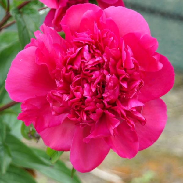 ●商品情報：大輪の濃赤色花でとっても豪華な花姿! 育てやすく、香りも良い。●お届け状態：2〜3芽付ポット苗●分類：多年草●開花期：5〜6月●生長後の樹高(約)：0.5〜1ｍ●日照：日なた・半日陰●耐寒性：強●栽培適地・用途：庭・鉢・切花●備...