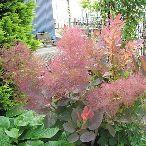 ●商品情報：紫桃色の花穂がまるで煙のようにもくもく広がる姿が楽しい! 紅葉も美しい。丈夫で育てやすい。●お届け状態：挿木2年生12cmポット苗●開花期：5〜6月●生長後の樹高(約)：4〜5m●日照：日なた●耐寒性：強●用途：庭・鉢・切枝●備...