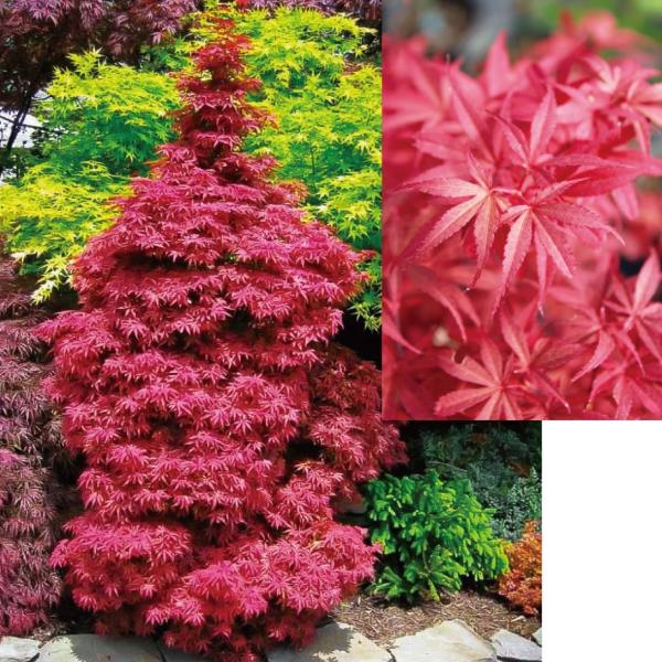 ●商品情報：切れ込みが深い光沢のある葉が魅力! 春は赤、夏は赤紫、秋にはルビーレッドに色づく葉色も綺麗で、特に夏に美しくなります。樹形は直立性で、樹高2ｍ前後に育つ矮性品種です。●お届け状態：接木1年生10.5cmポット苗●分類：落葉樹●葉...