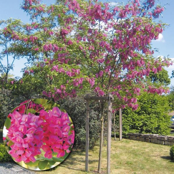 ●商品情報：ハナエンジュとニセアカシアとの交雑種で、紫紅色の花が株いっぱいに垂れ下がり美しい。生長が早くやせ地でも栽培でき、庭木にオススメ!!●お届け状態：12cmポット苗●分類：落葉樹●開花期：4月下旬〜6月上旬●生長後の樹高(約)：3〜...