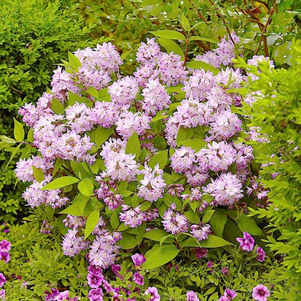 ●商品情報：サクラウツギとも呼ばれる人気品種が小型改良され生まれた品種です。花つき良く、日本の気候に合うので育てやすい！品種登録出願中：LOW 18●お届け状態：15cmポット苗●分類：落葉樹●開花期：5〜6月●生長後の樹高(約)：0.8〜...